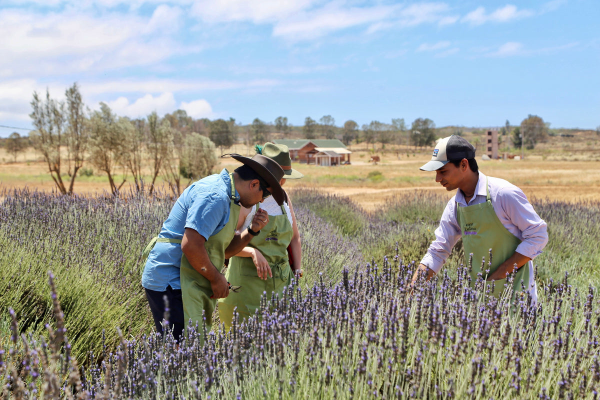 Guided Tour of Campo de Lavanda :: Lavender Field Aires de Lavanda